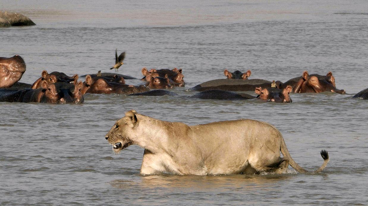 Hippo Vs Lion