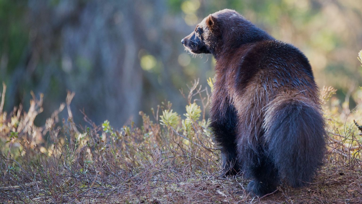 Wolverine Fact Sheet | Blog | Nature | PBS