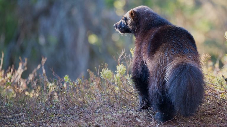 Wolverine Fact Sheet | Blog | Nature | PBS
