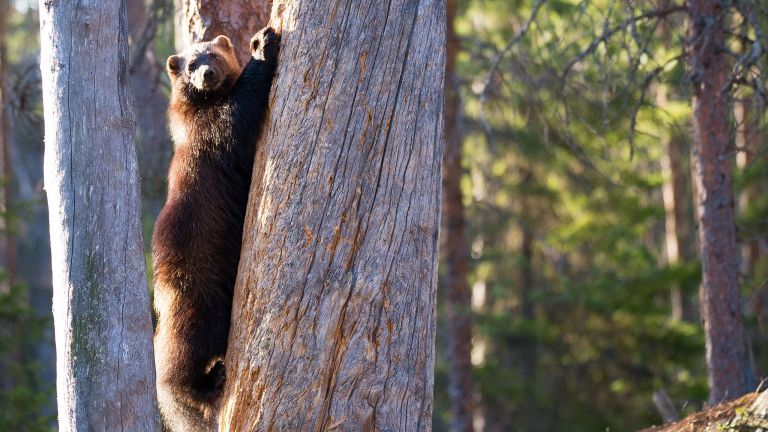 Wolverine Fact Sheet | Blog | Nature | PBS