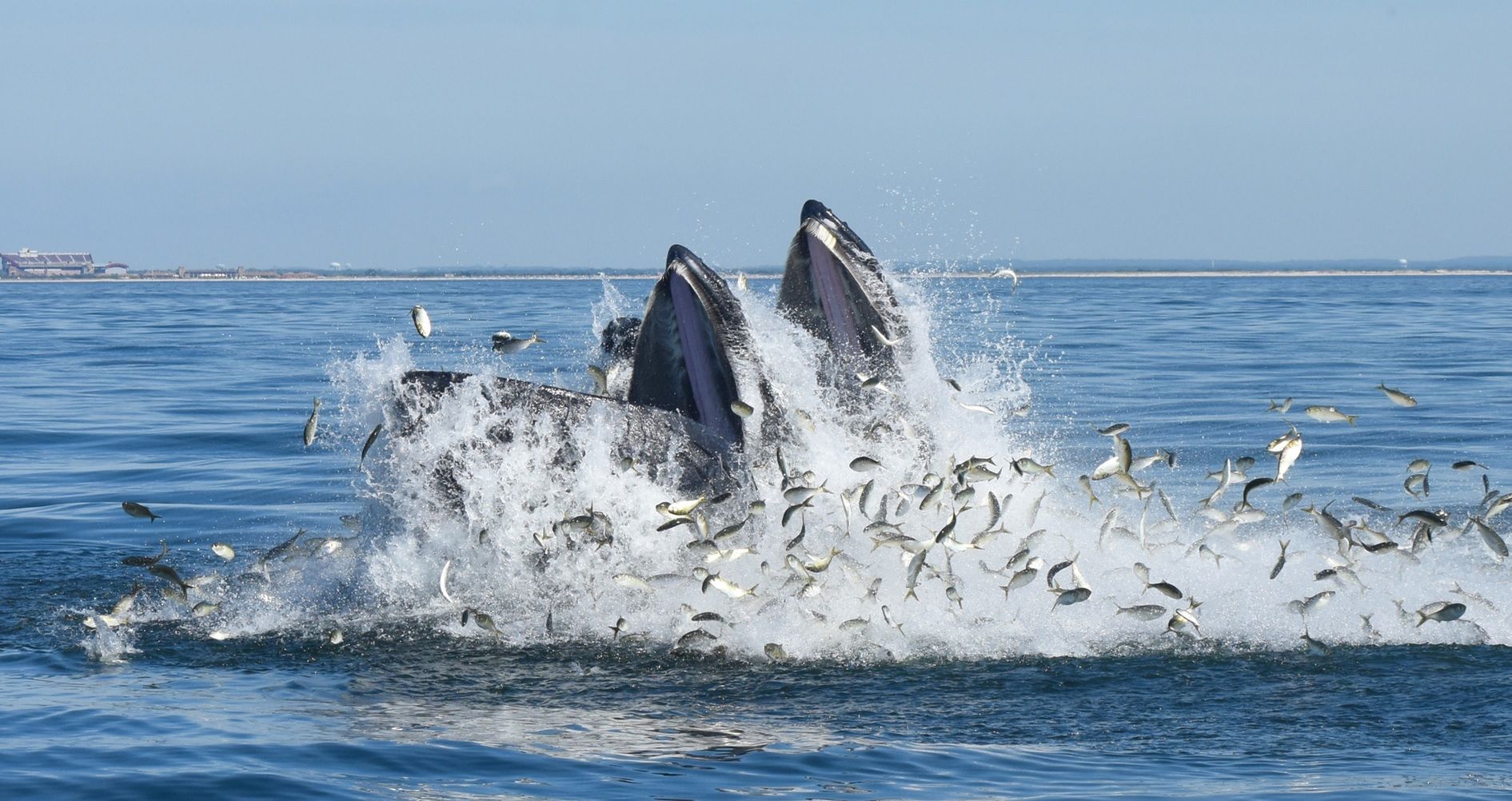 A "Fish Out of Water" | Blog | Nature | PBS