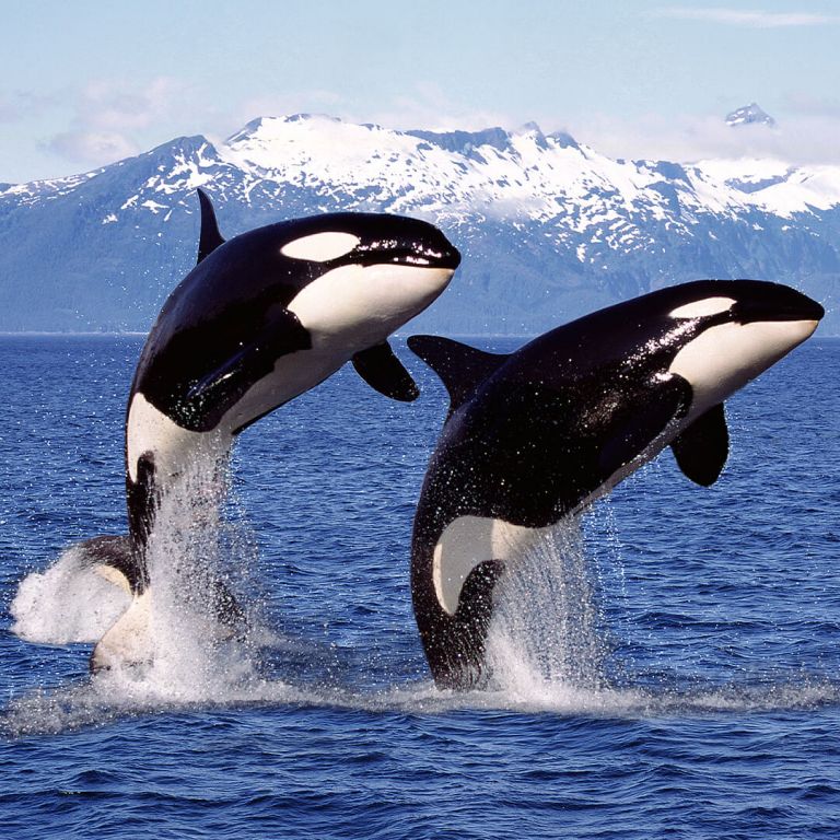 Orca (ballena asesina) 101 | Orca (Killer Whale) Fact Sheet (Spanish ...
