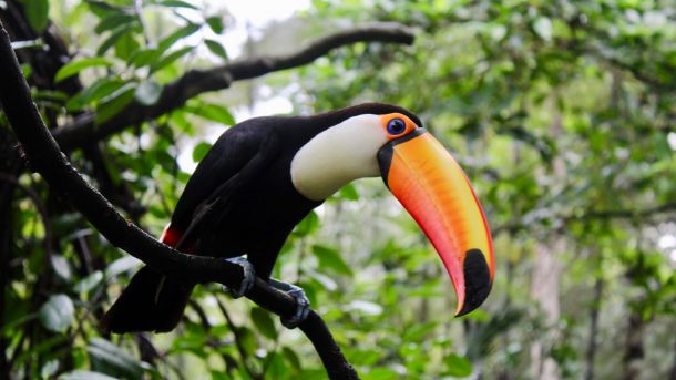 Toucan Fact Sheet | Blog | Nature | PBS