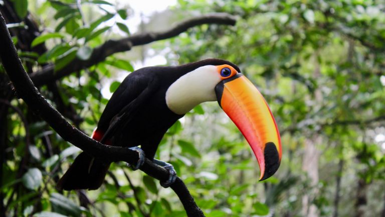 Toucan Fact Sheet | Blog | Nature | PBS