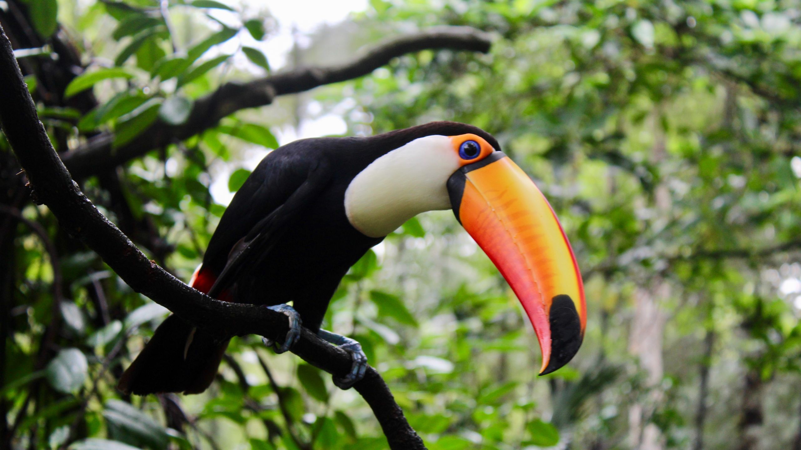 Toucan Fact Sheet | Blog | Nature | PBS