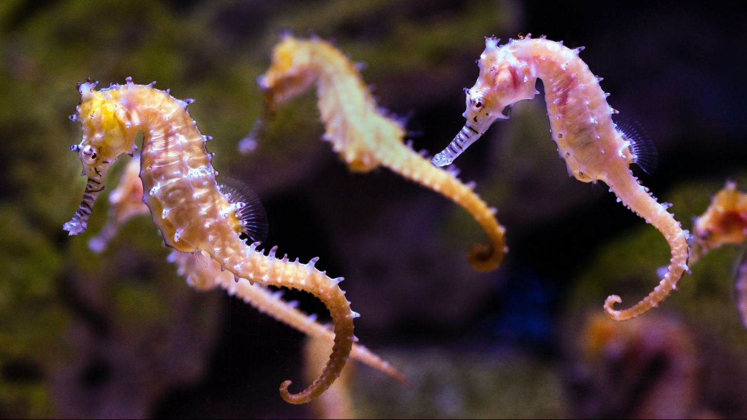 Seahorse Fact Sheet | Blog | Nature | PBS
