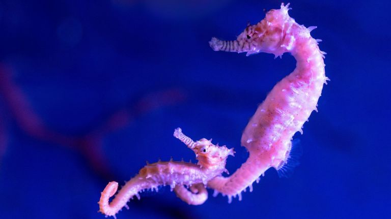 Seahorse Fact Sheet | Blog | Nature | PBS