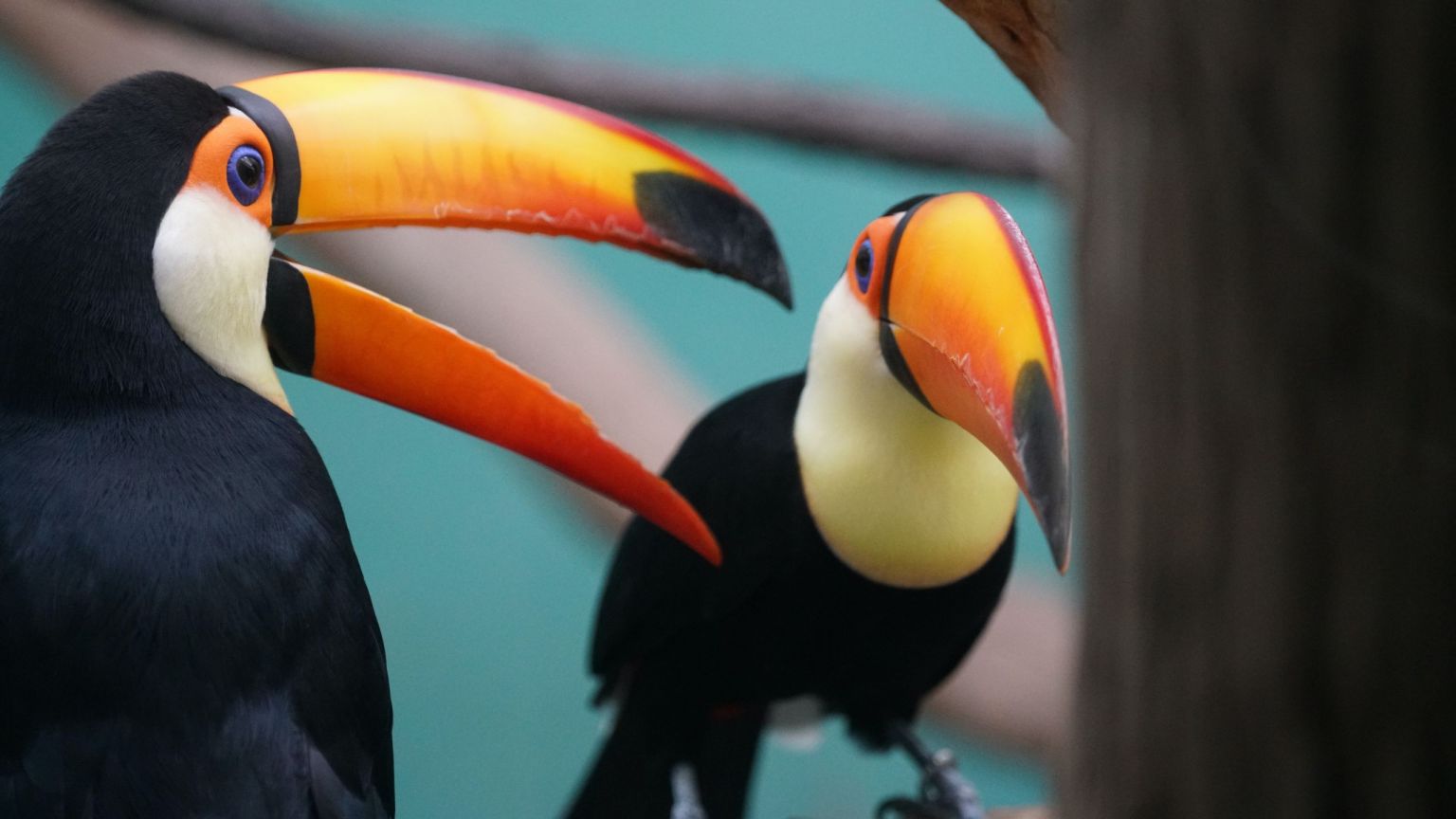 Toucan Fact Sheet | Blog | Nature | PBS