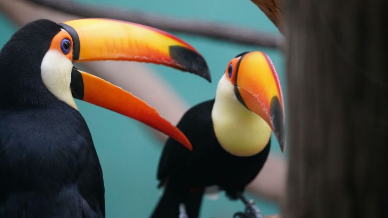 Toucan Fact Sheet | Blog | Nature | PBS