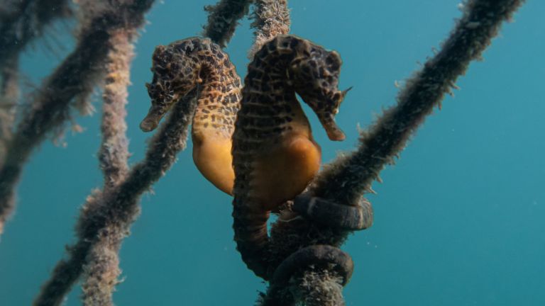 Seahorse Fact Sheet | Blog | Nature | PBS