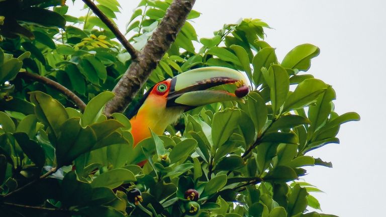 Toucan Fact Sheet | Blog | Nature | PBS