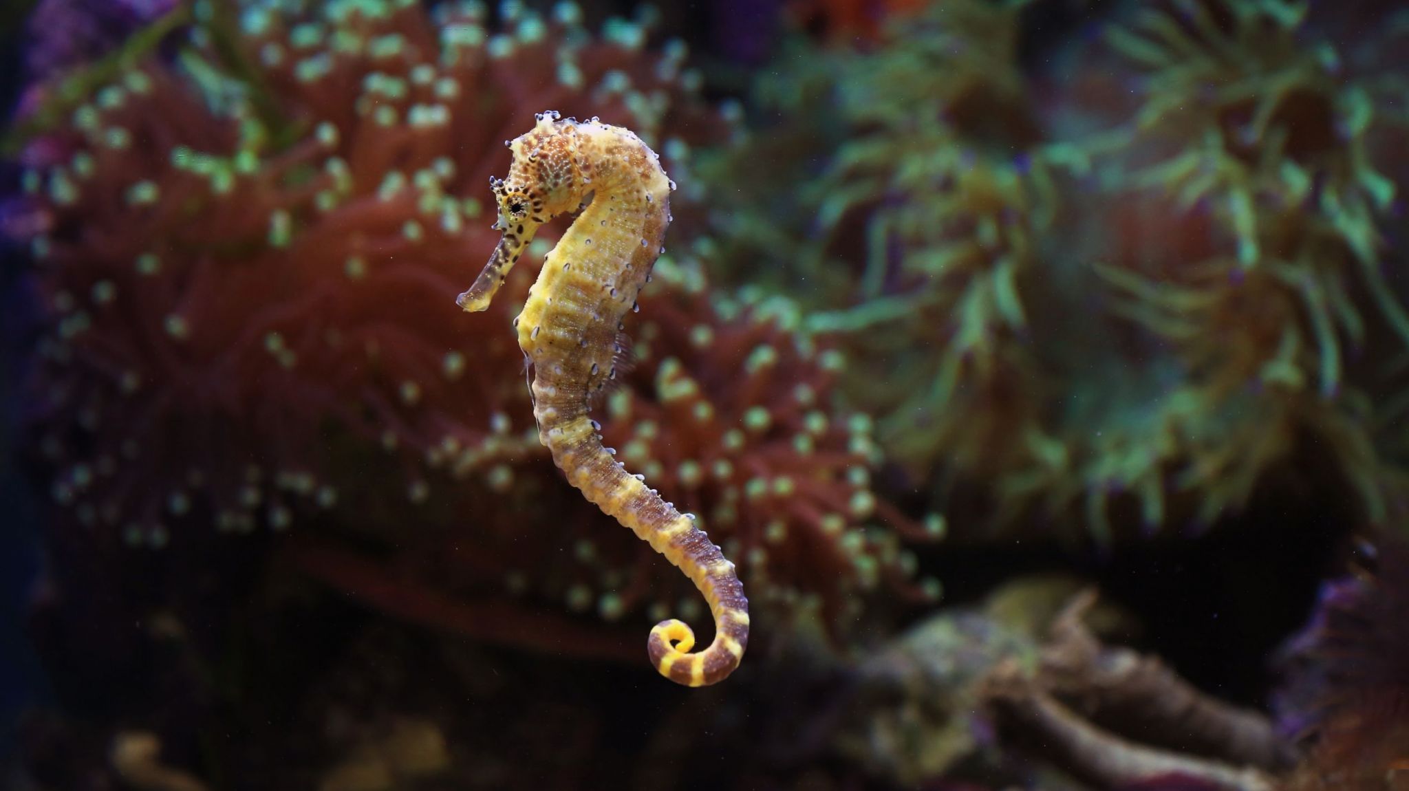 Seahorse Fact Sheet | Blog | Nature | PBS