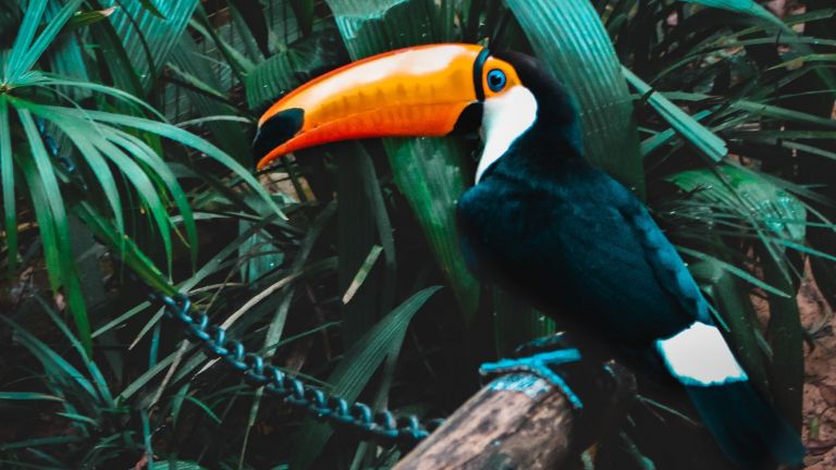 Toucan Fact Sheet | Blog | Nature | PBS