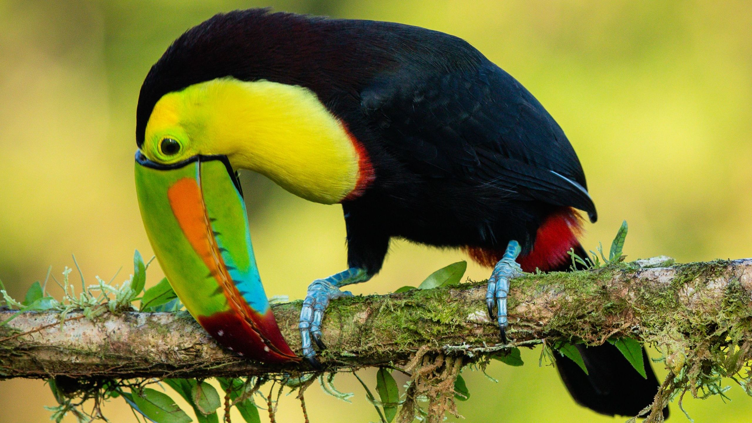 Toucan Fact Sheet | Blog | Nature | PBS
