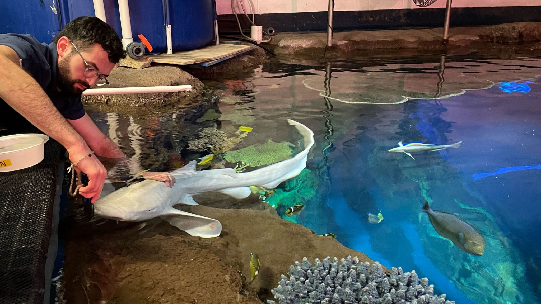 The Dog Who Helped Me Save The Sharks | Blog | Nature | PBS