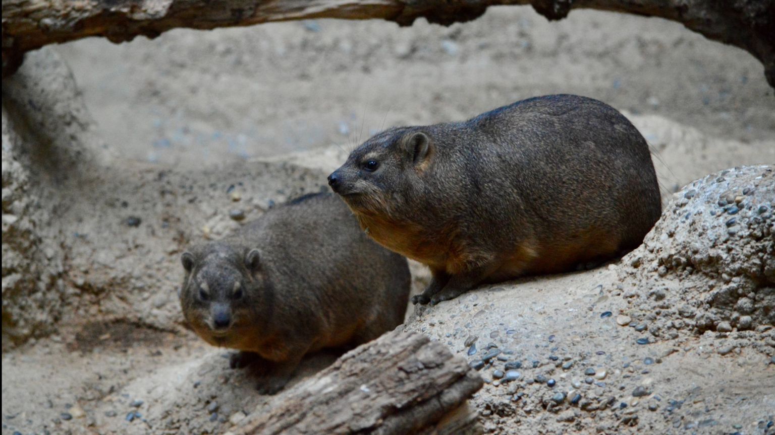 Rock Hyrax Fact Sheet | Blog | Nature | PBS