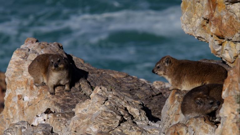 Rock Hyrax Fact Sheet | Blog | Nature | PBS