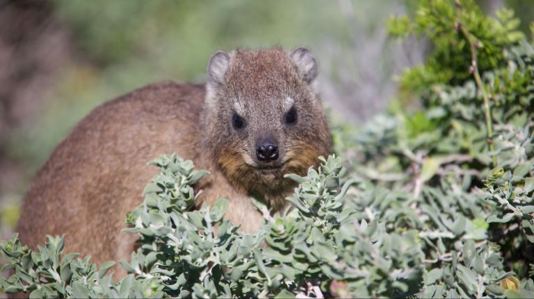 Rock Hyrax Fact Sheet | Blog | Nature | PBS