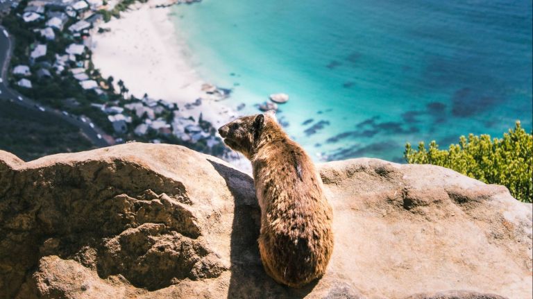 Rock Hyrax Fact Sheet | Blog | Nature | PBS