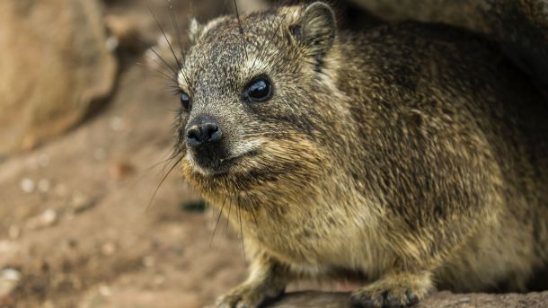 Rock Hyrax Fact Sheet | Blog | Nature | PBS