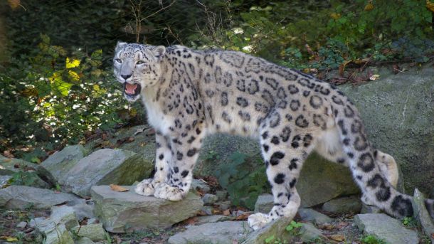 Snow Leopard Fact Sheet | Blog | Nature | PBS