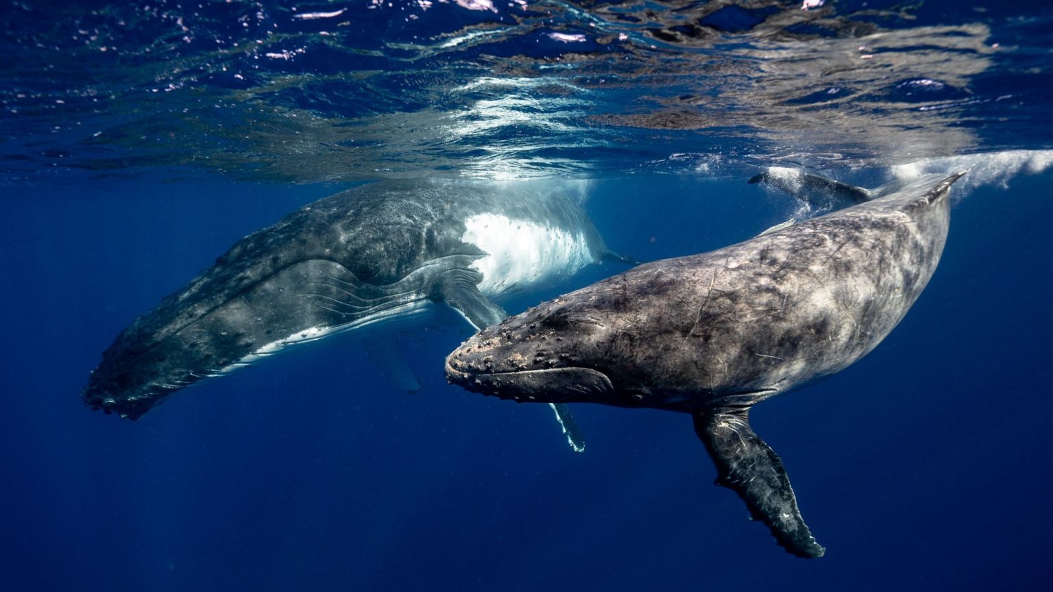 Humpback Whale Fact Sheet | Blog | Nature | PBS