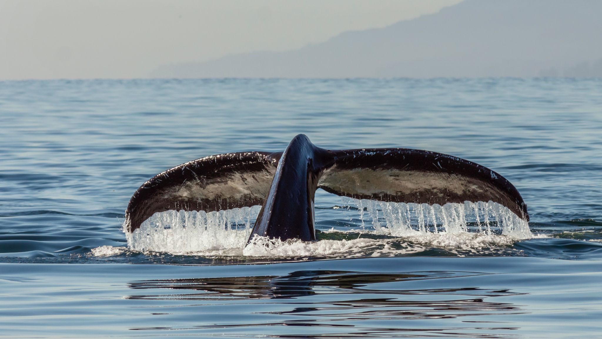 Humpback Whale Fact Sheet | Blog | Nature | PBS
