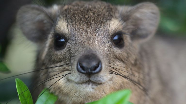 Rock Hyrax Fact Sheet | Blog | Nature | PBS
