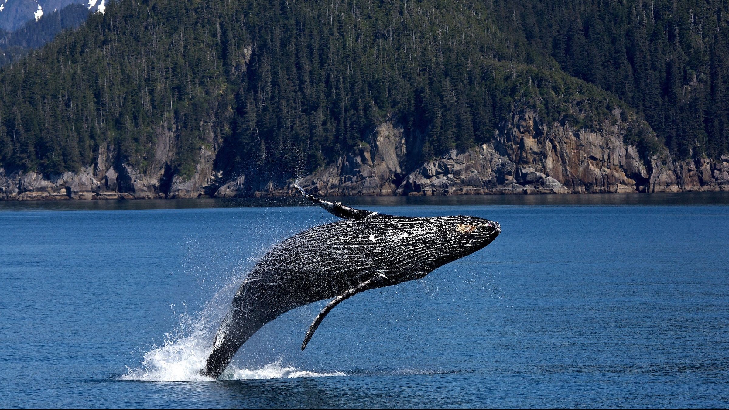 Humpback Whale Fact Sheet | Blog | Nature | PBS