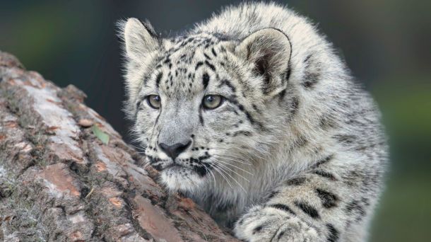 Snow Leopard Fact Sheet | Blog | Nature | PBS