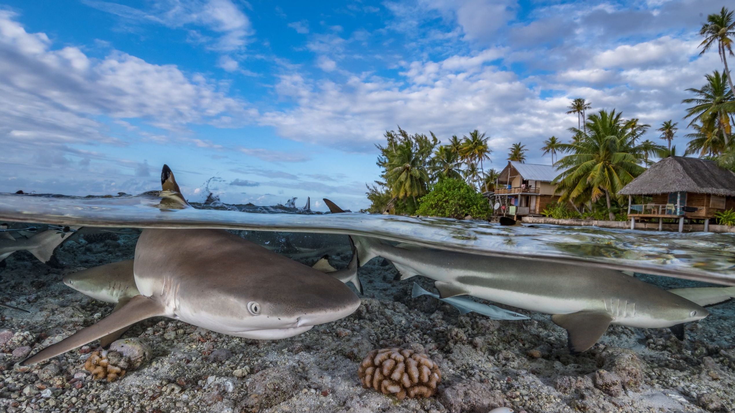 Ensuring a Sustainable Trade in Sharks and Rays Before It’s Too Late ...