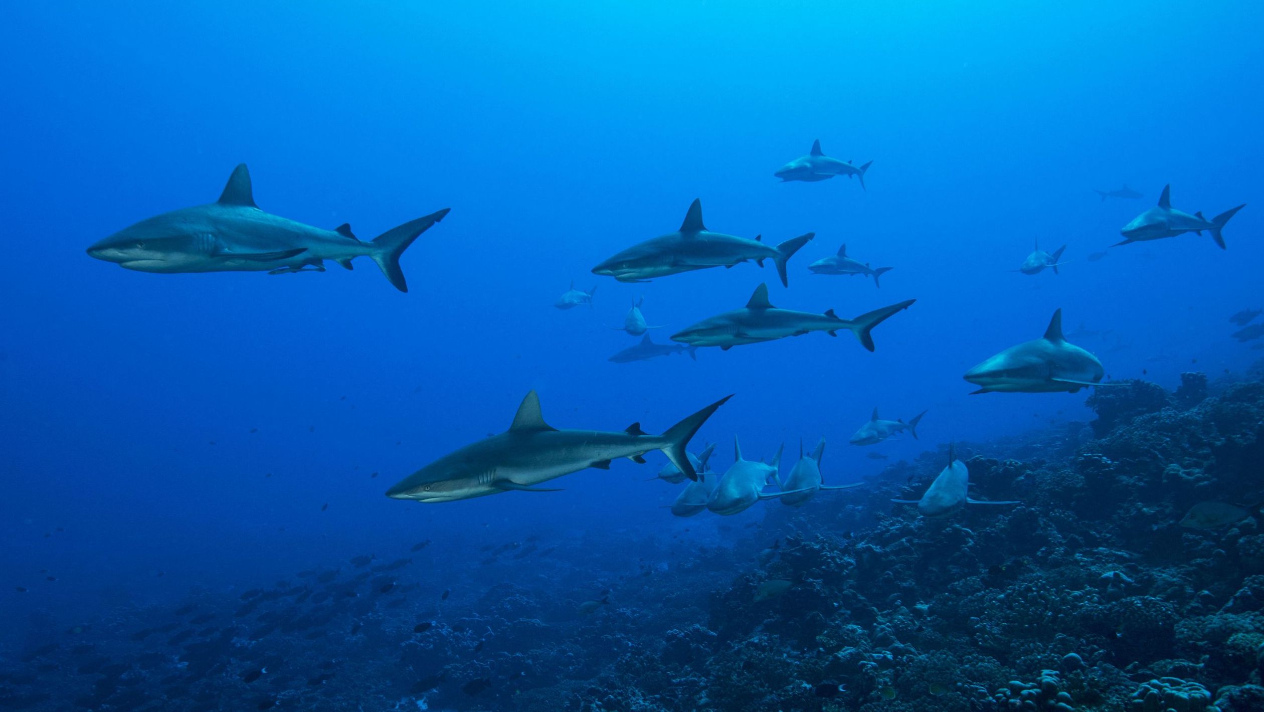 Ensuring a Sustainable Trade in Sharks and Rays Before It’s Too Late ...