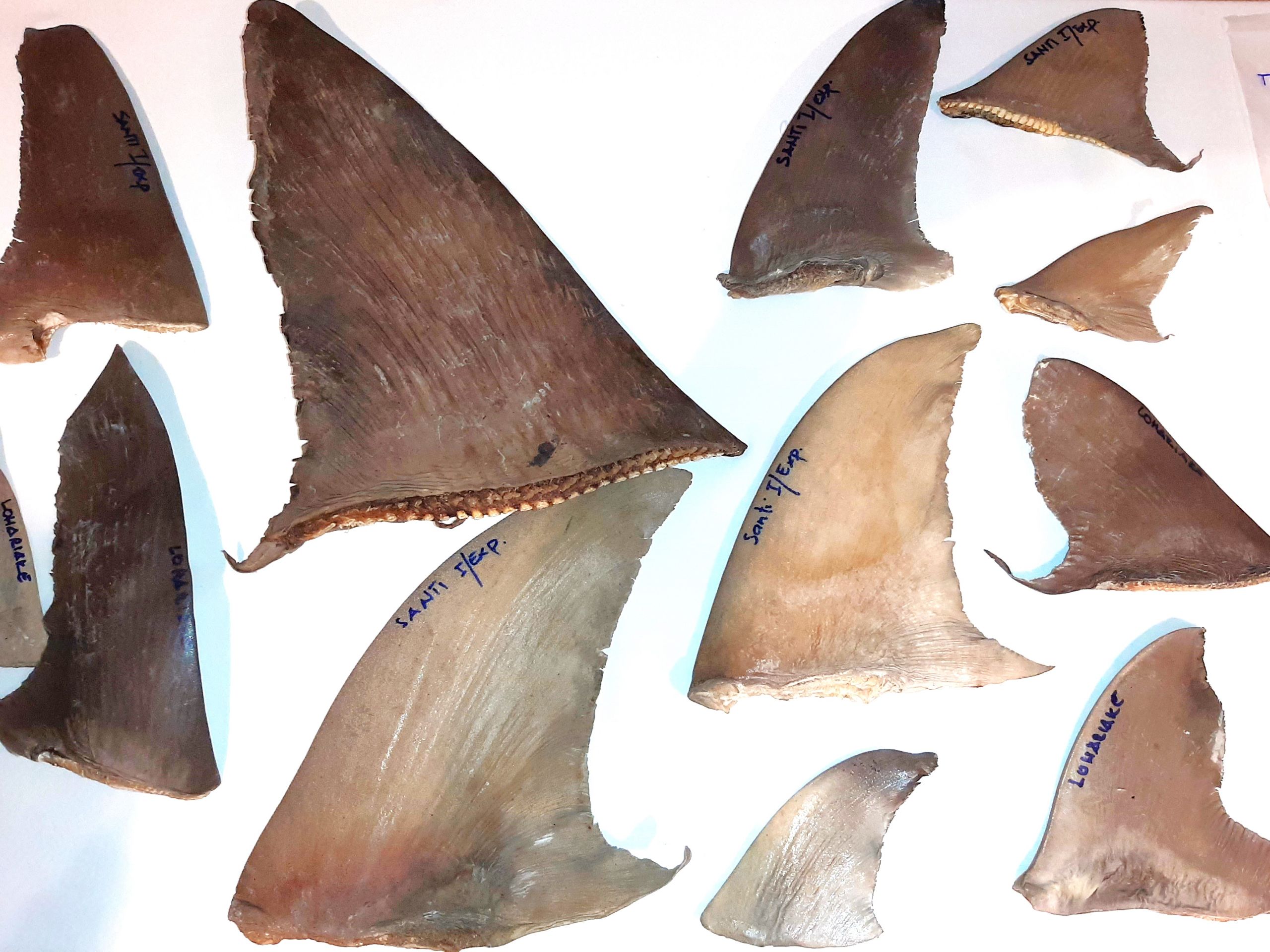 Happy Sharks, Rays, and Sea Cucumbers as Madagascar Strives for More ...