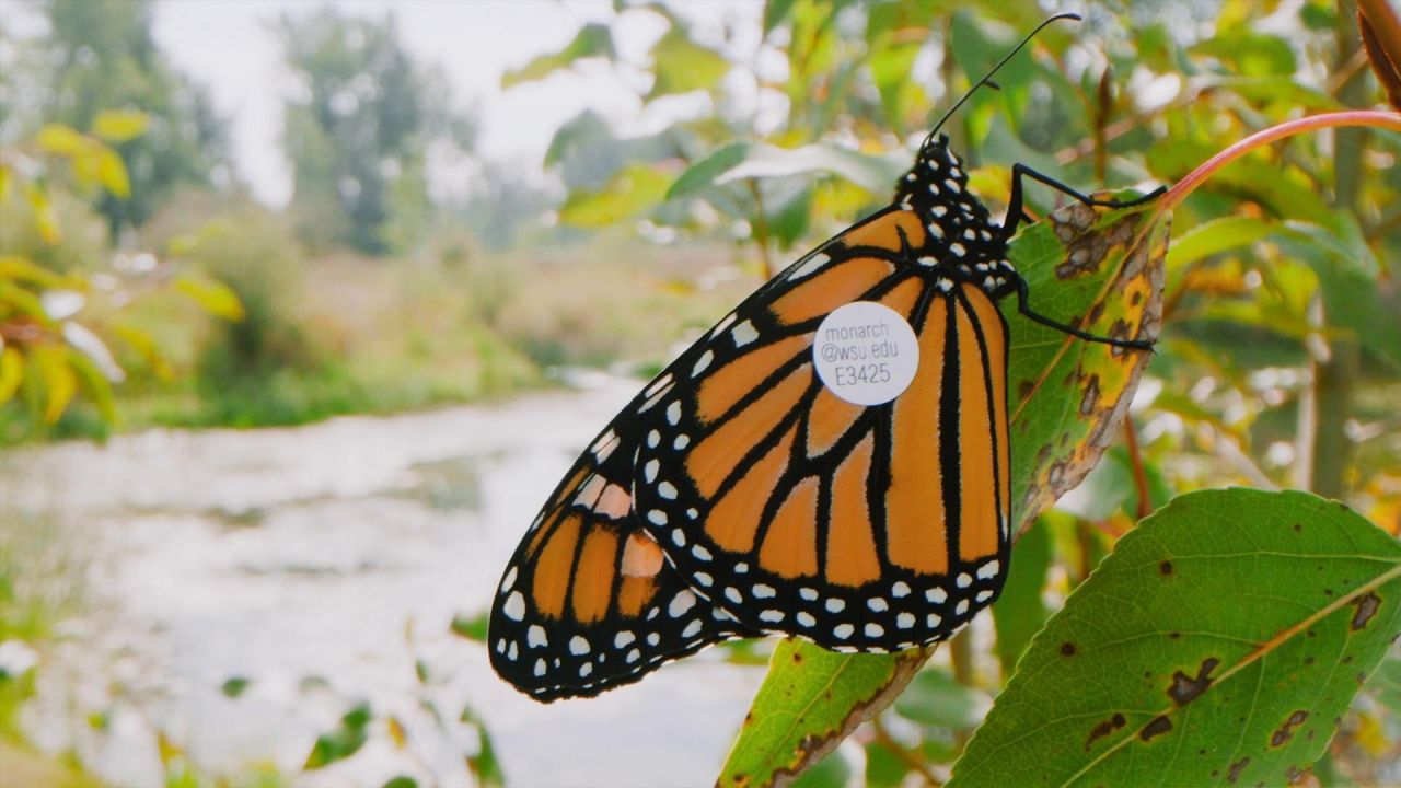 Insects | Nature | PBS