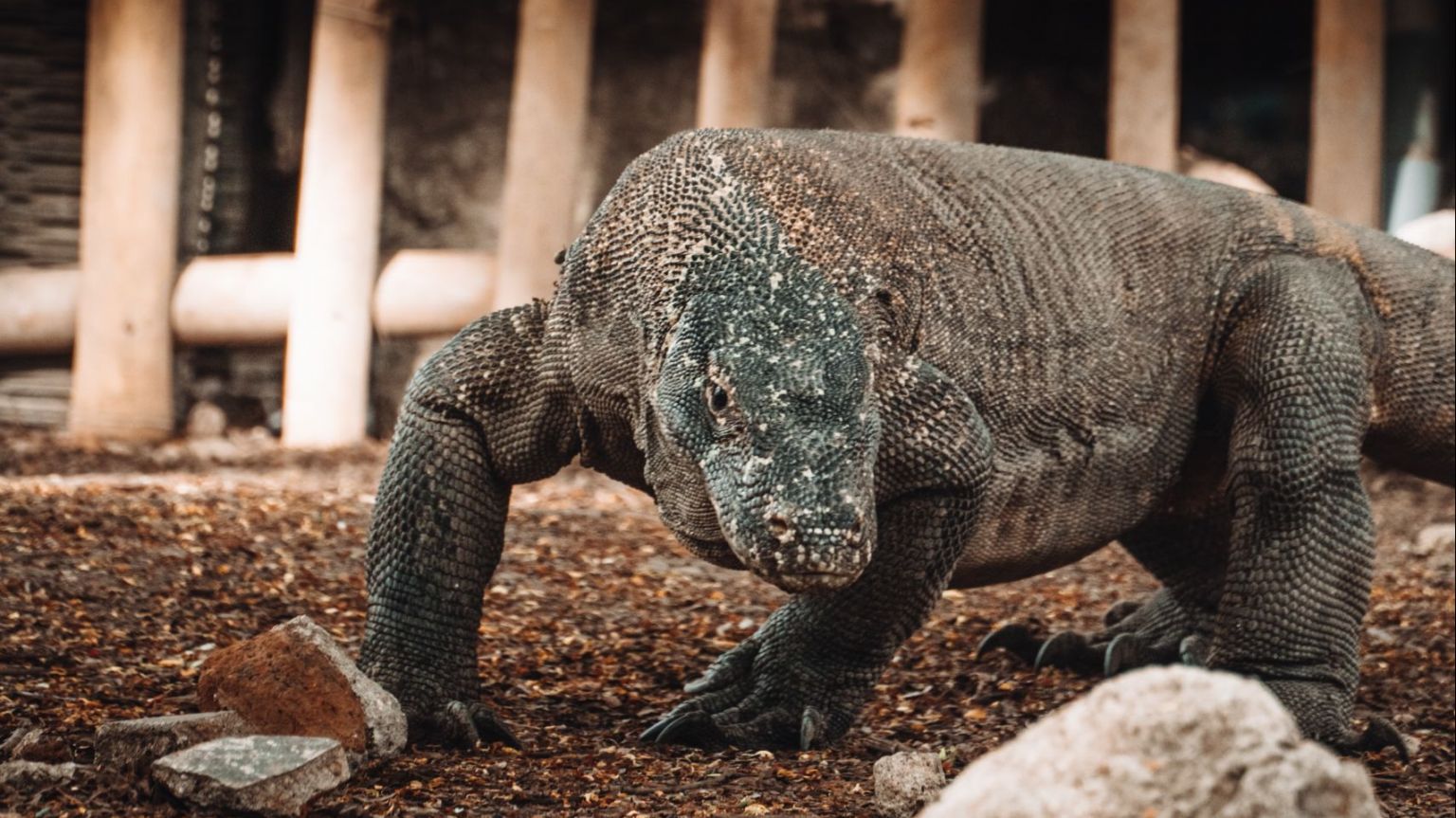 Komodo Dragon Fact Sheet | Blog | Nature | PBS