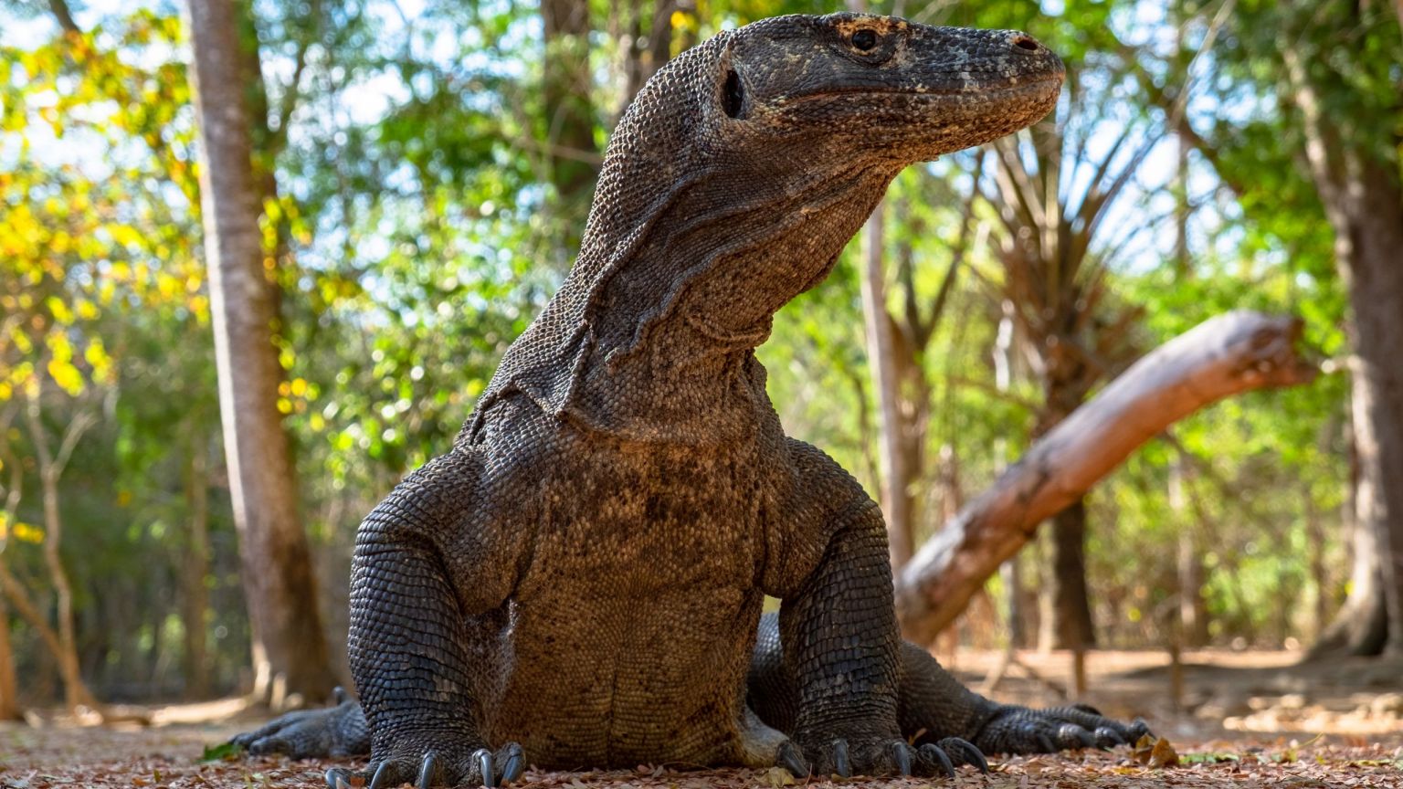 Komodo Dragon Fact Sheet | Blog | Nature | PBS
