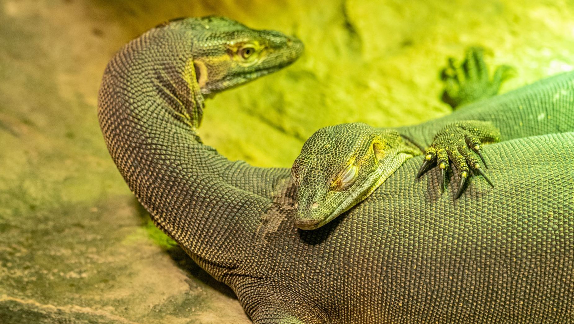 Komodo Dragon Fact Sheet | Blog | Nature | PBS