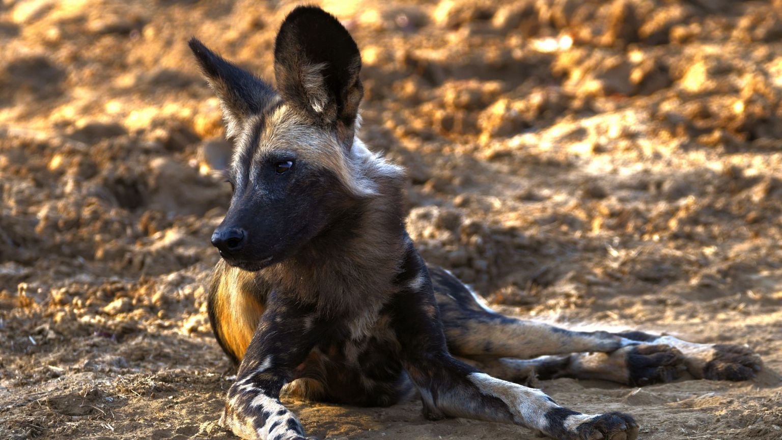 African Wild Dog Fact Sheet | Blog | Nature | PBS