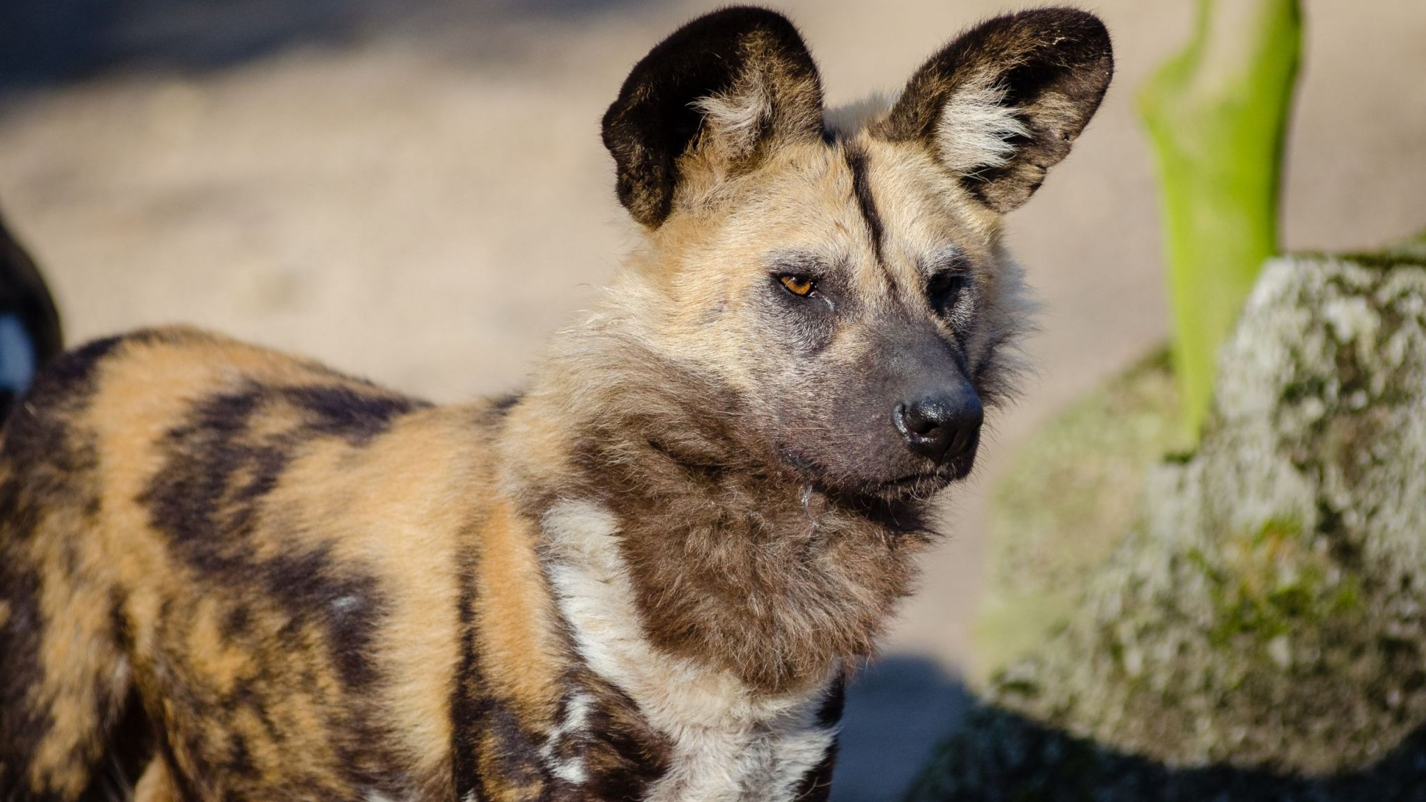 African Wild Dog Fact Sheet | Blog | Nature | PBS