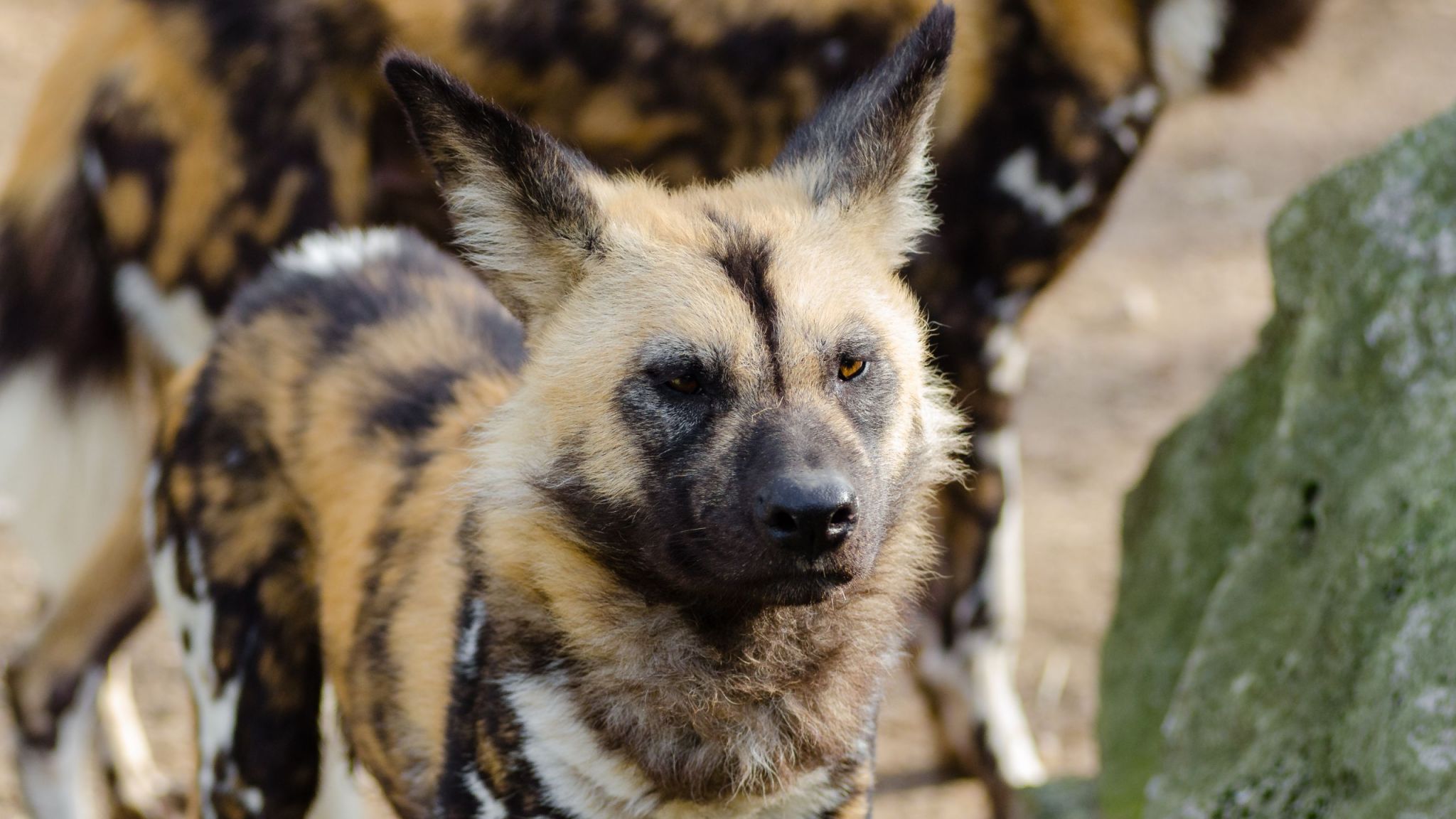 African Wild Dog Fact Sheet | Blog | Nature | PBS