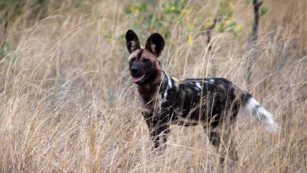 African Wild Dog Fact Sheet | Blog | Nature | PBS