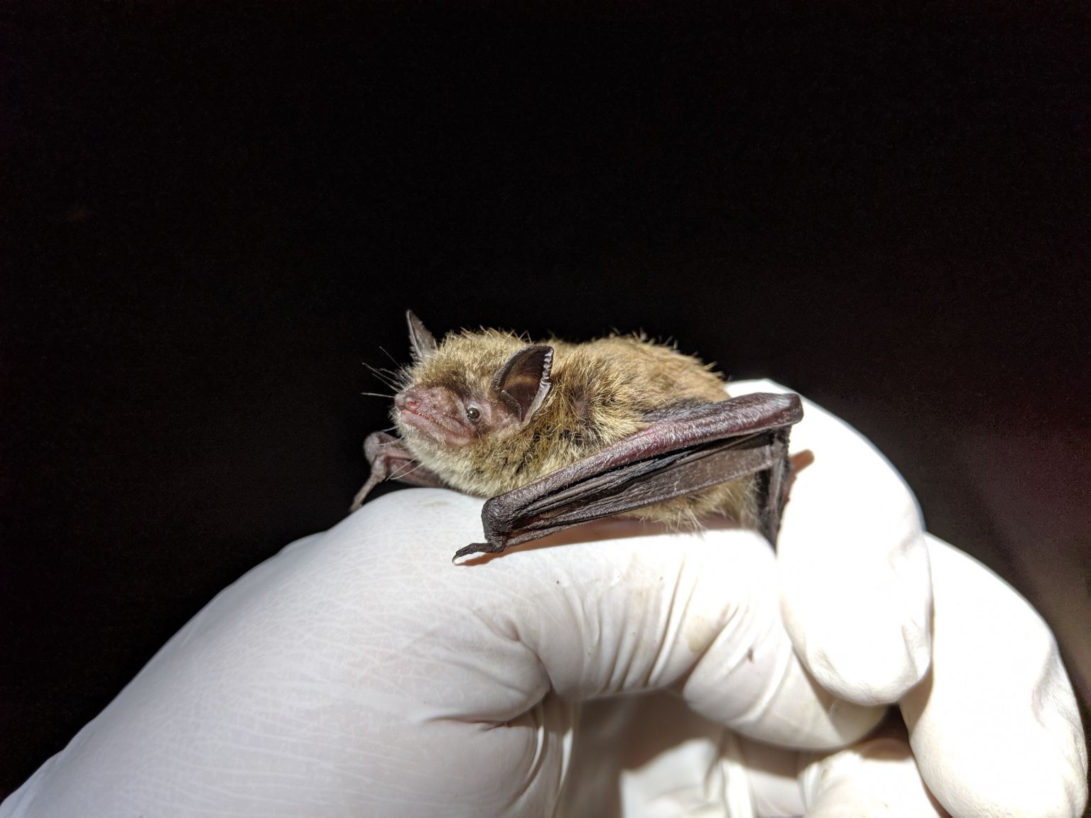 Hanging Out With Bats Under Bridges | Blog | Nature | PBS