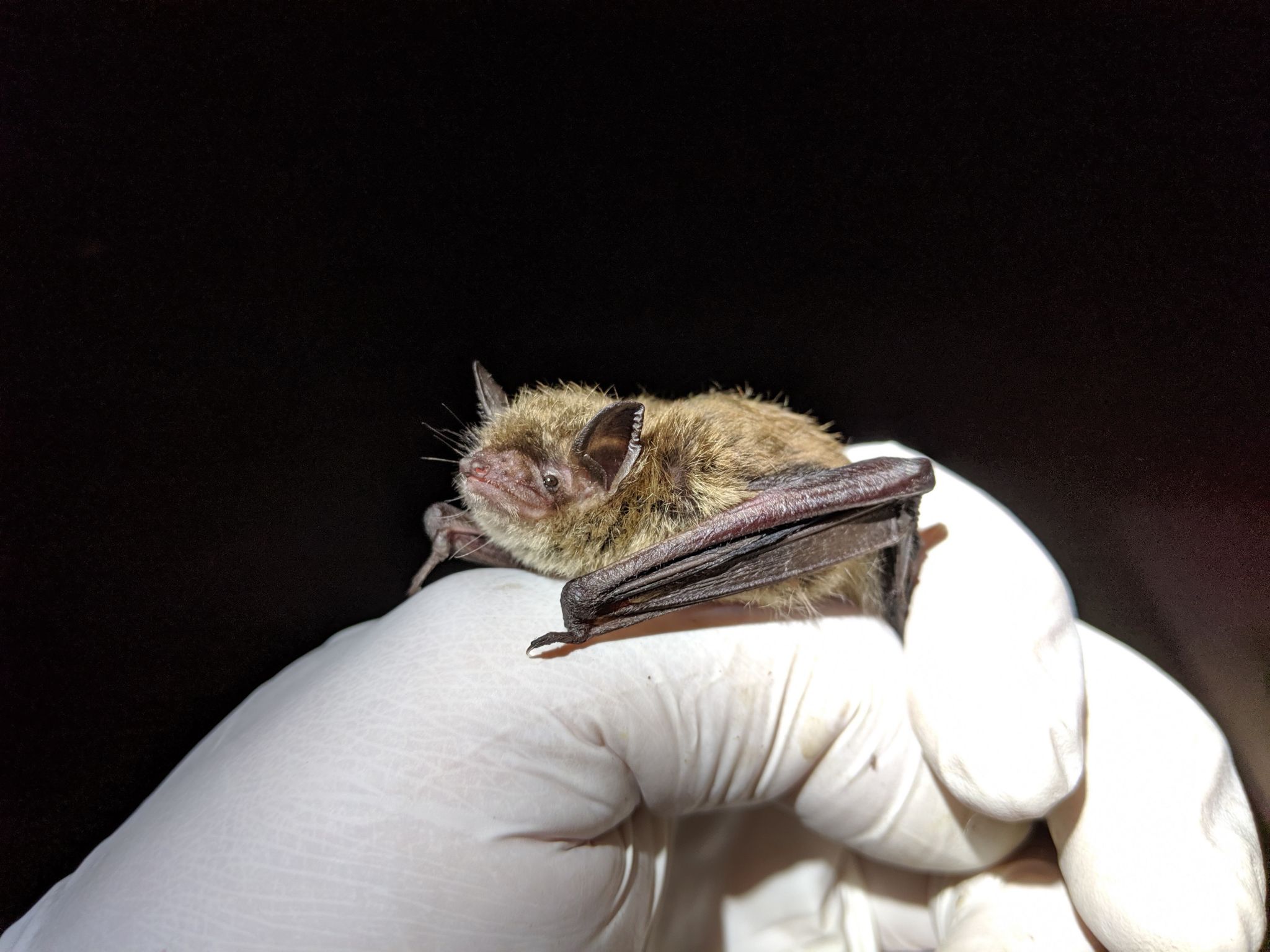 Hanging Out With Bats Under Bridges | Blog | Nature | PBS