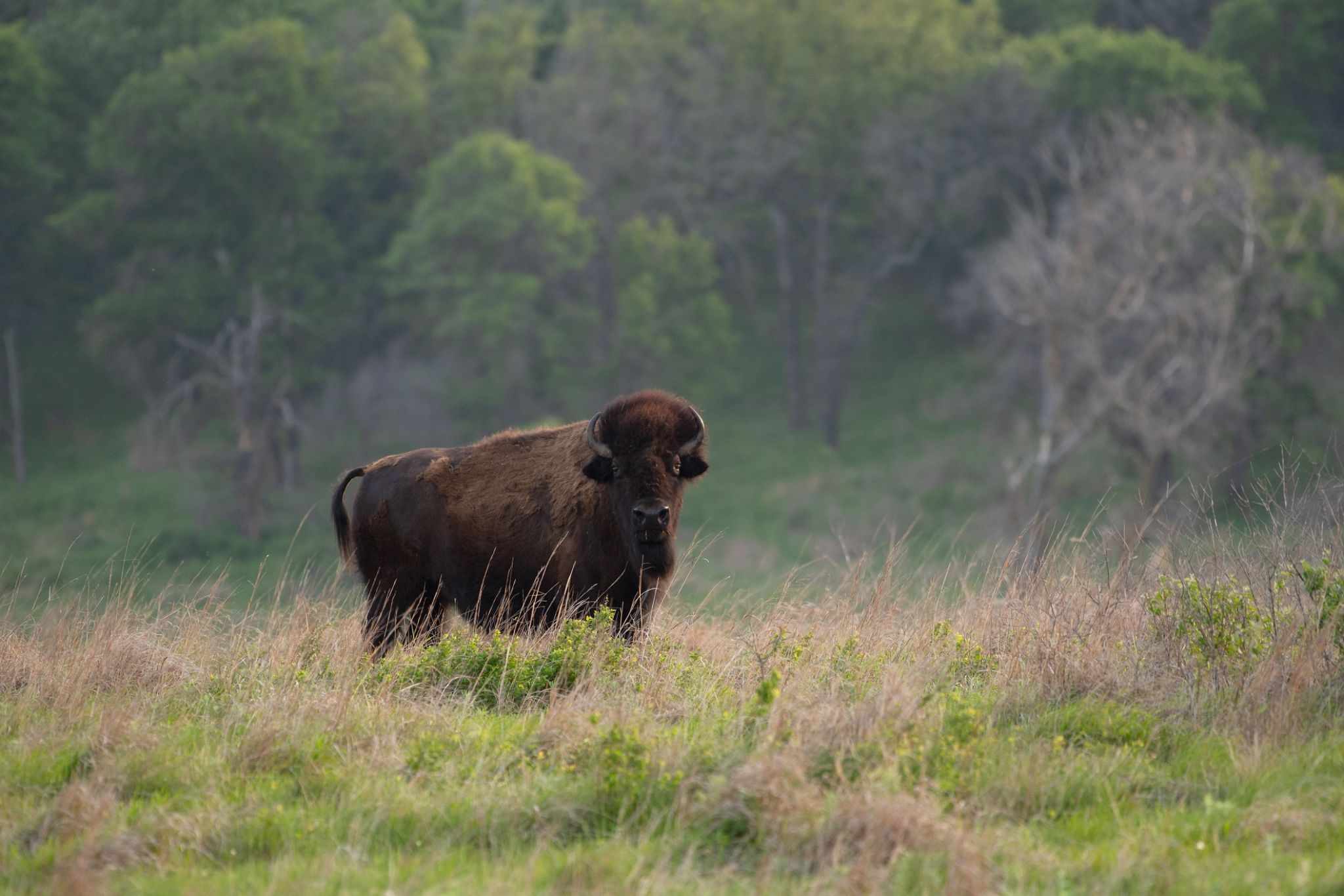 For the Osage Nation, Bison Are Home on the Range | Blog | Nature | PBS