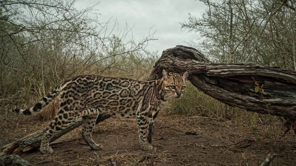 Ocelot Fact Sheet | Blog | Nature | PBS