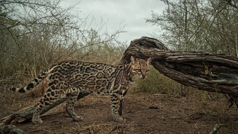 Ocelot Fact Sheet | Blog | Nature | PBS