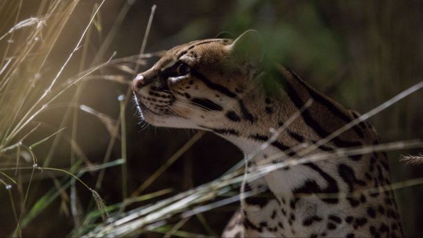Ocelot Fact Sheet | Blog | Nature | PBS