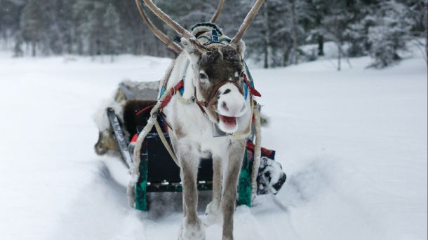 Reindeer Fact Sheet | Blog | Nature | PBS