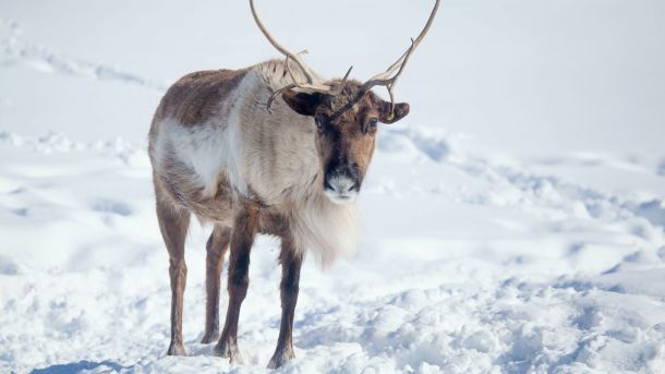 Reindeer Fact Sheet | Blog | Nature | PBS