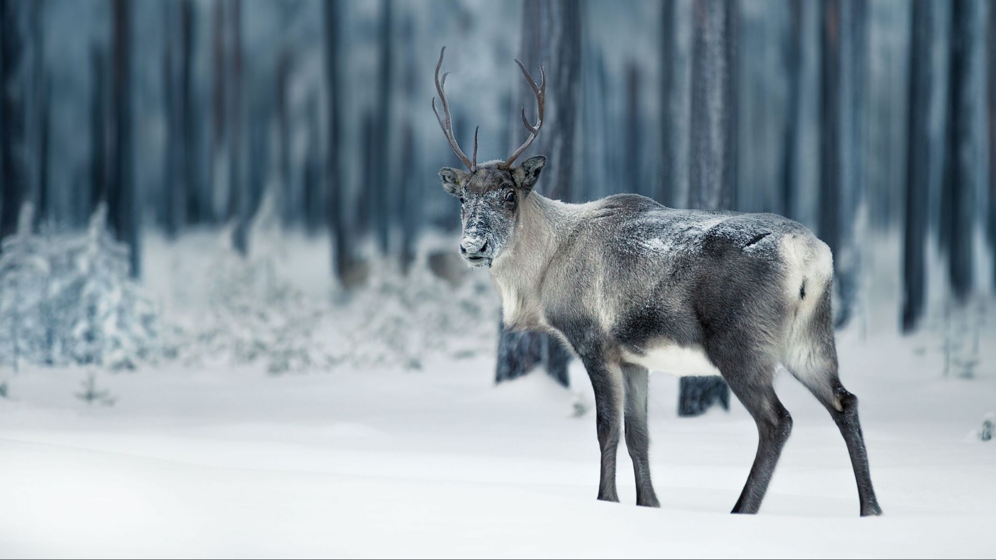 Reindeer Fact Sheet | Blog | Nature | PBS